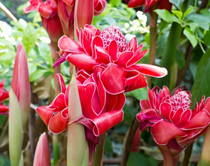 1 Fresh Red Torch Ginger Rhizomes, Etlingera Elatior Exotic Flower ...