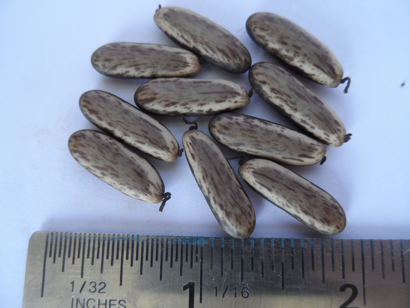 Fresh Red Flamboyant Tree Seeds, Royal Poinciana, Delonix Regia Red ...