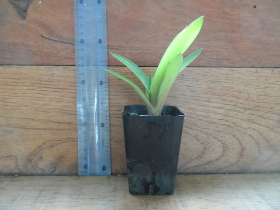 1x Blue Agave Plant. Very Easy to Care for Succulent Comes in | Etsy