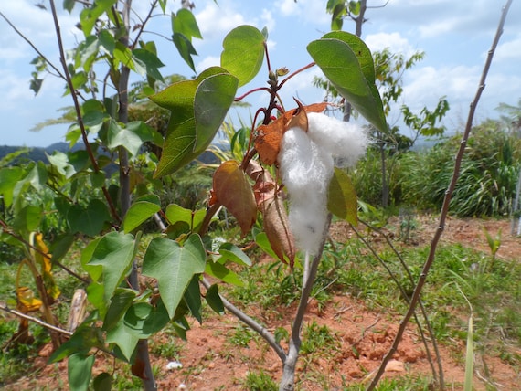 Cotton Seedling