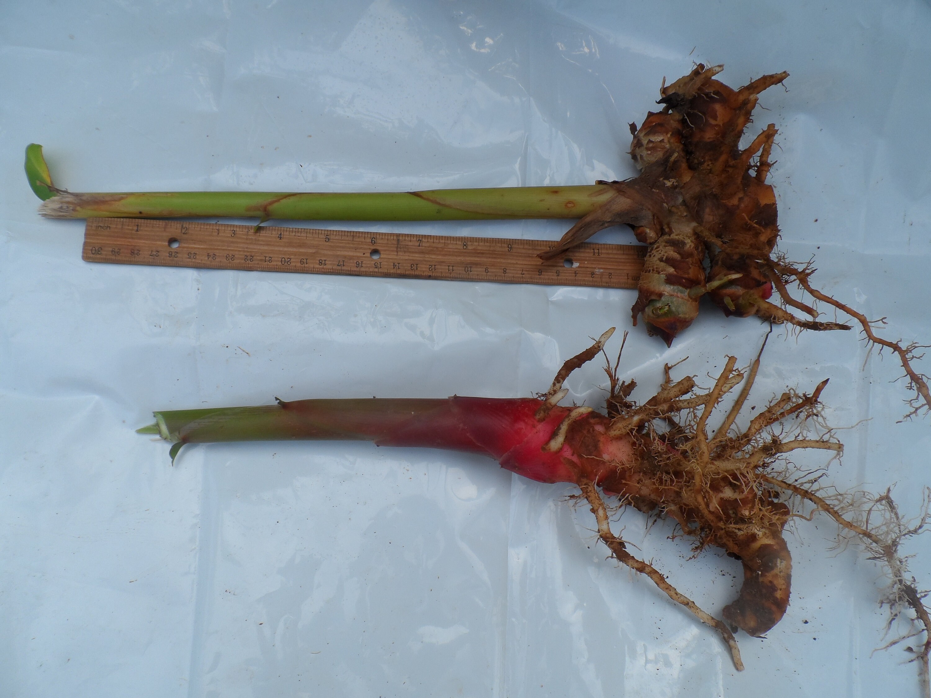2 White Butterfly Ginger Rhizomes, Hedychium Plants, Very Fragrant ...