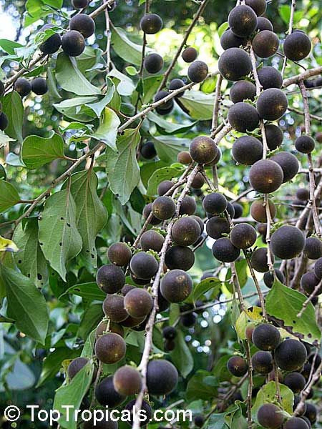 10x Fresh Ketembilla/ Ceylon Gooseberry Seeds, Dovyalis Hebecarpa ...