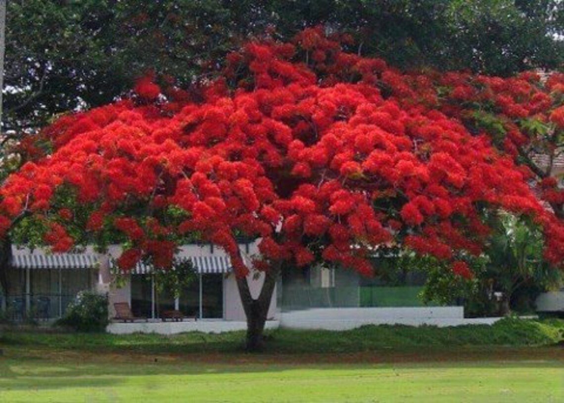 Fresh Red Flamboyant Tree Seeds Royal Poinciana Delonix - Etsy