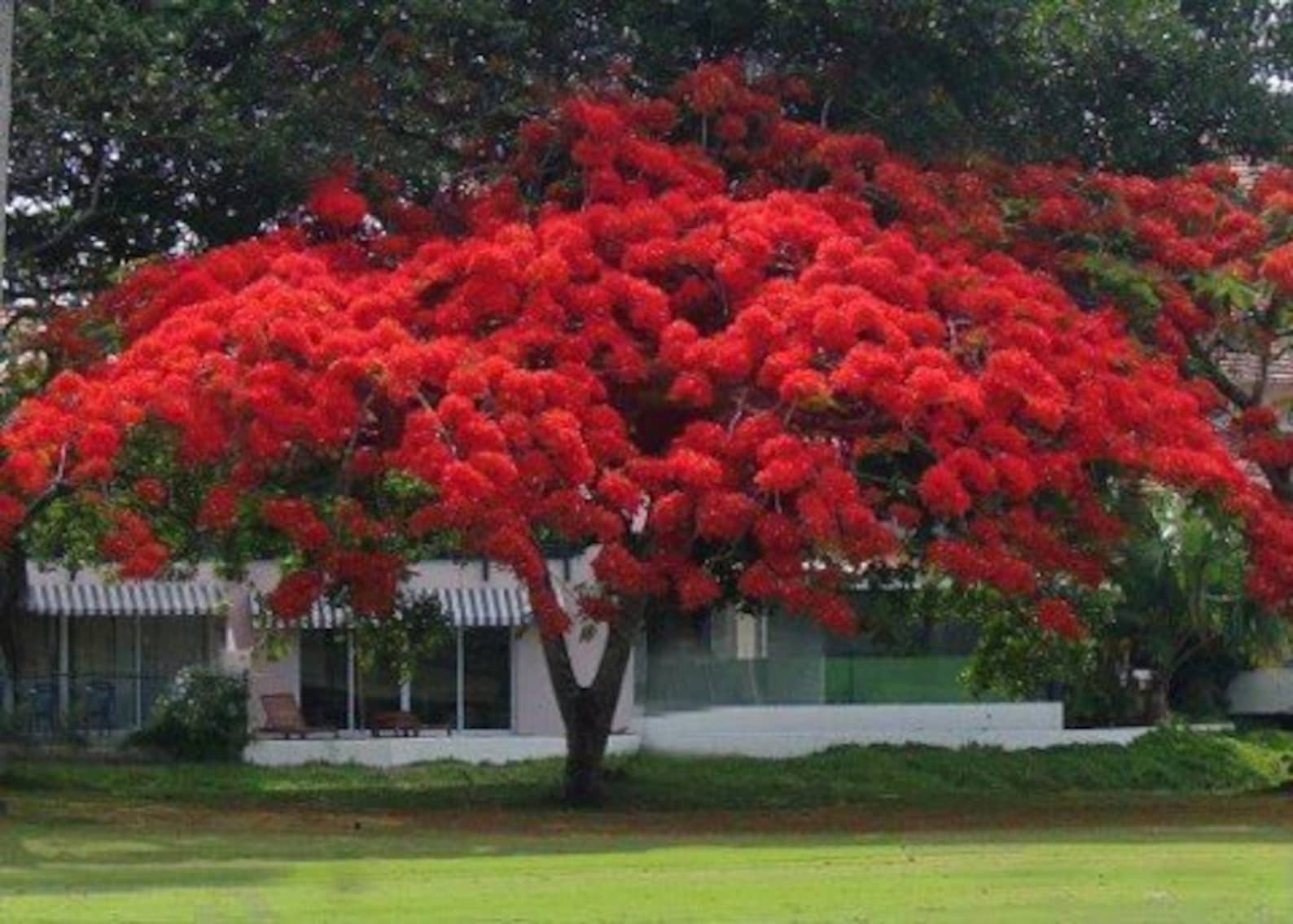 Fresh Red Flamboyant Tree Seeds, Royal Poinciana, Delonix Regia Red ...