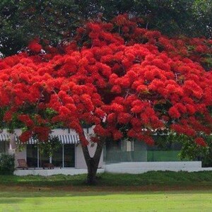 Fresh Red Flamboyant Tree Seeds, Royal Poinciana, Delonix Regia Red ...