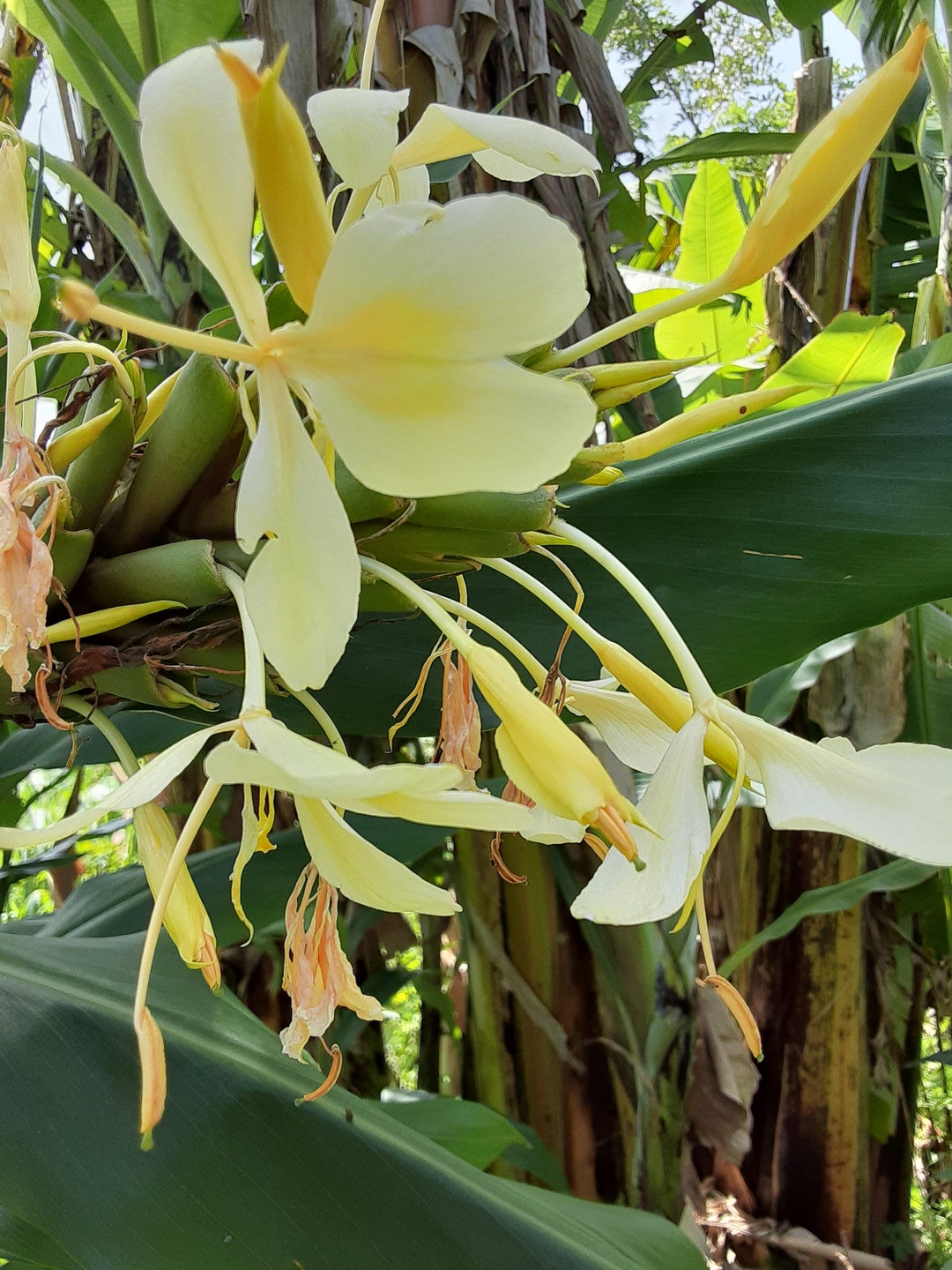 2x Yellow Butterfly Ginger Rhizomes With Stalk. Exotic Tropical Ginger ...