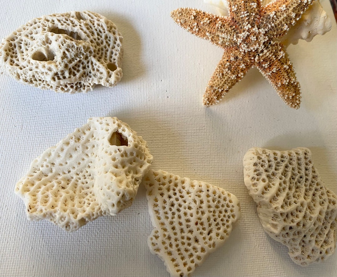 4 Pieces of White Unique Sea Coral Fossil, Display, Party Decor, Craft ...