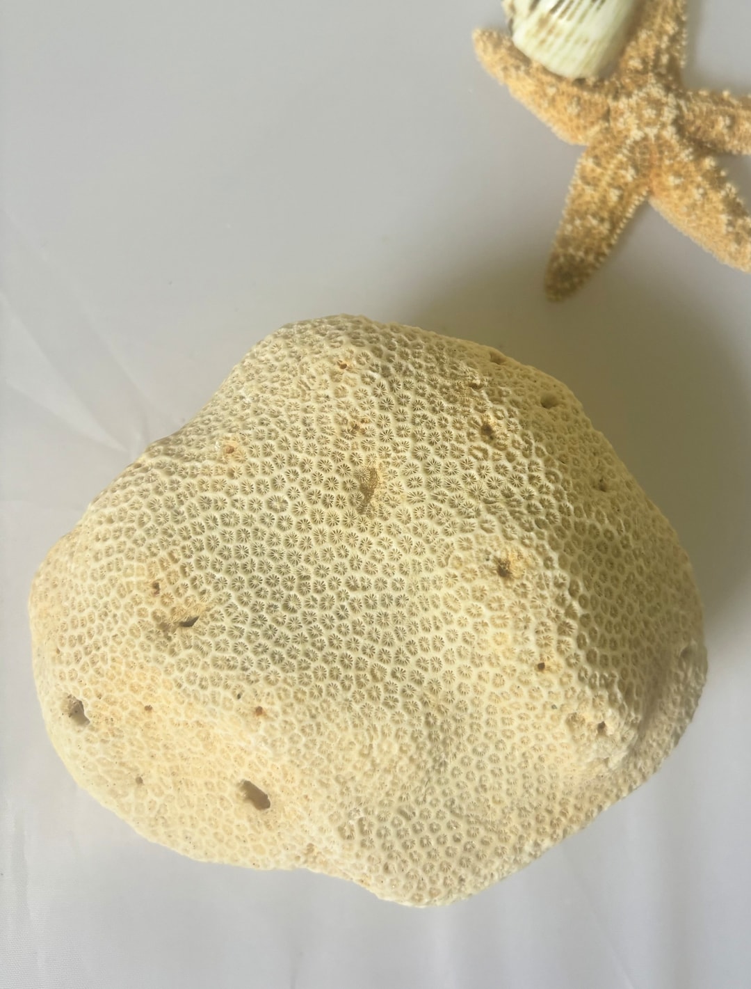 White Sea Coral Fossil, Display Piece Fish Tank, Beach Theme Party ...