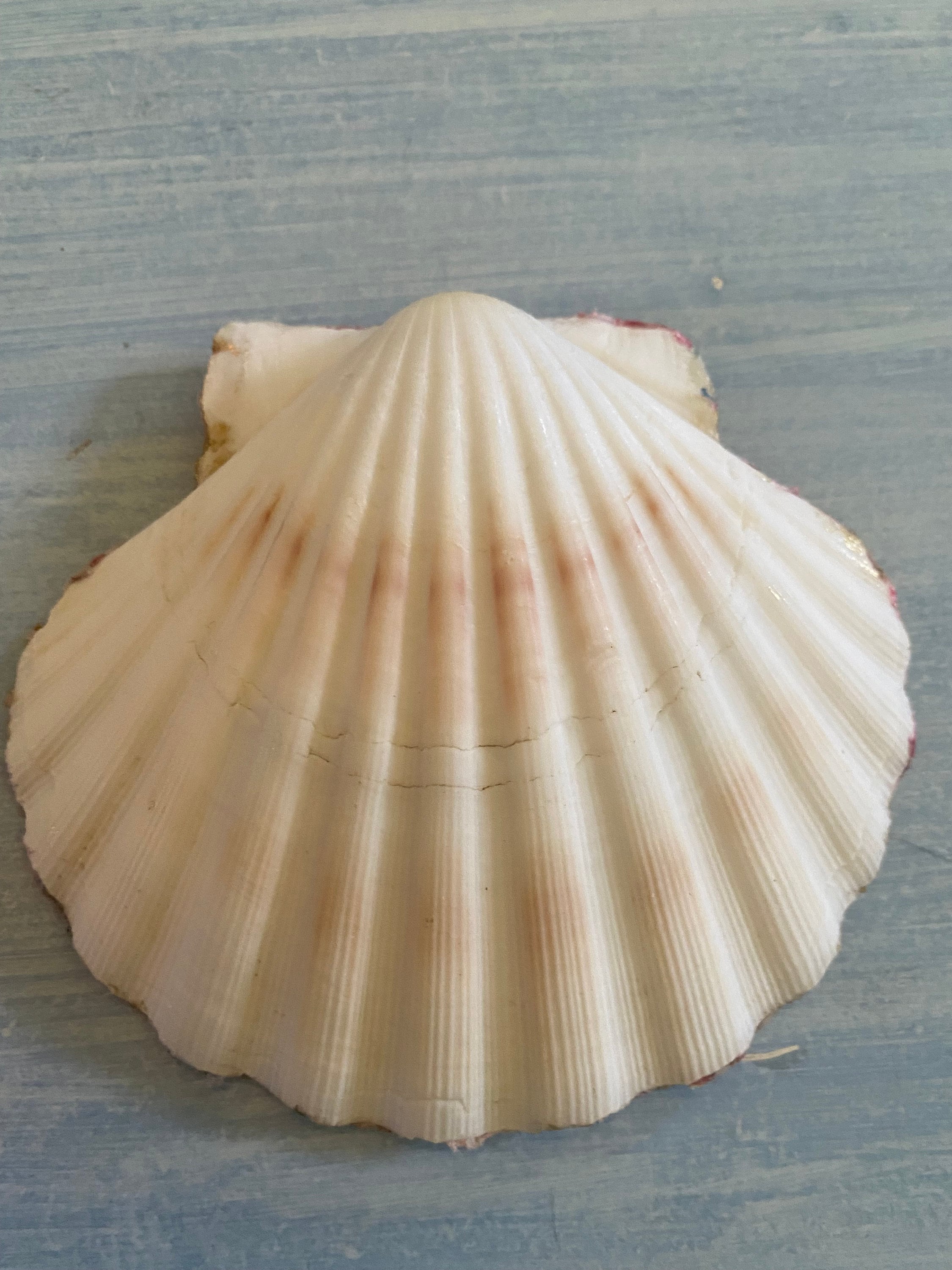 Crab & Seahorse Scallop Shell Dish, Decorative Jewelry/trinket Holder ...