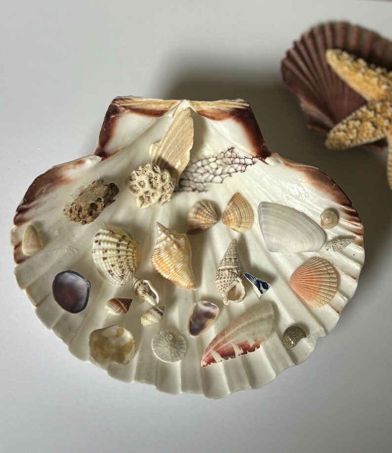 Seashell Art Display Shell, Beach Decoration With Shells and Coral ...