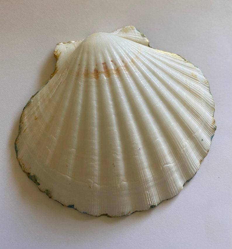 Van Gogh Garden Trinket Holder Decoupaged Scallop Shell Art Dish - Etsy