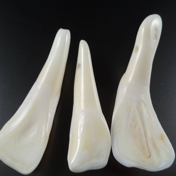 Buffalo Teeth - Etsy