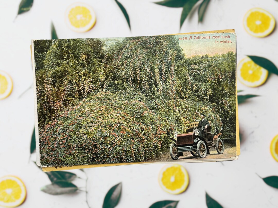 California Postcards Vintage Set 10 Postcards California Santa - Etsy