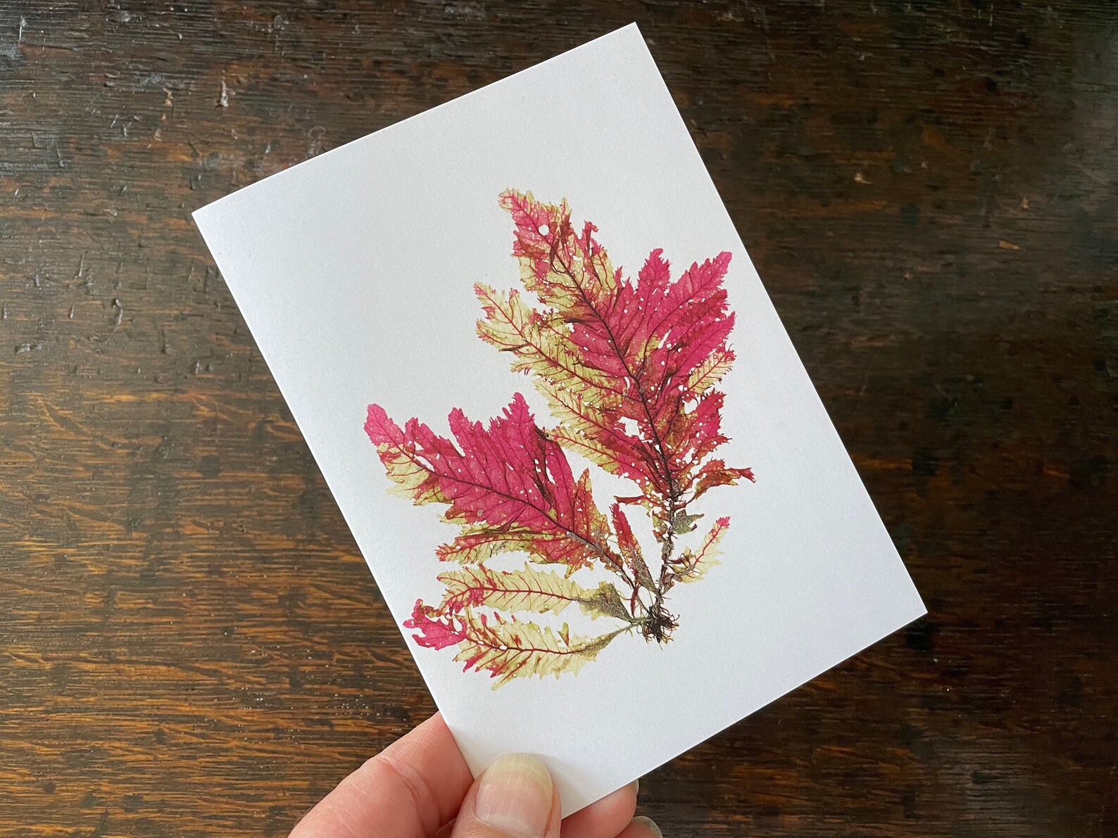 Irish Seaweed Card, Pressed Sea Oak. - Etsy UK