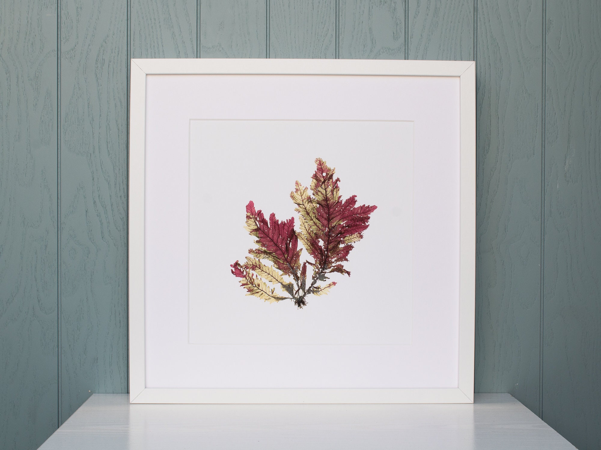 Pressed Seaweed Art