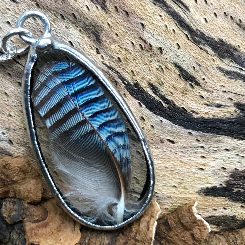 Blue Jay Feathers - Etsy
