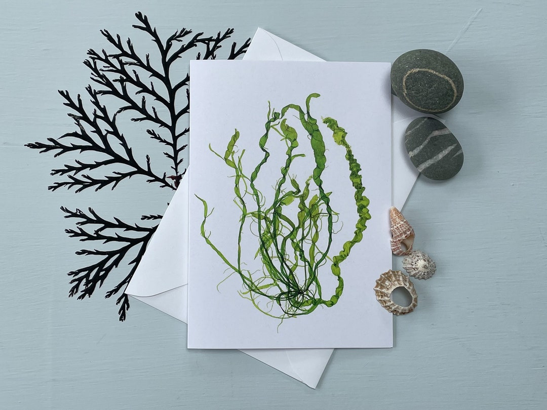 Irish Seaweed Greeting Card, Green Seaweed Art, Blank Note Card ...