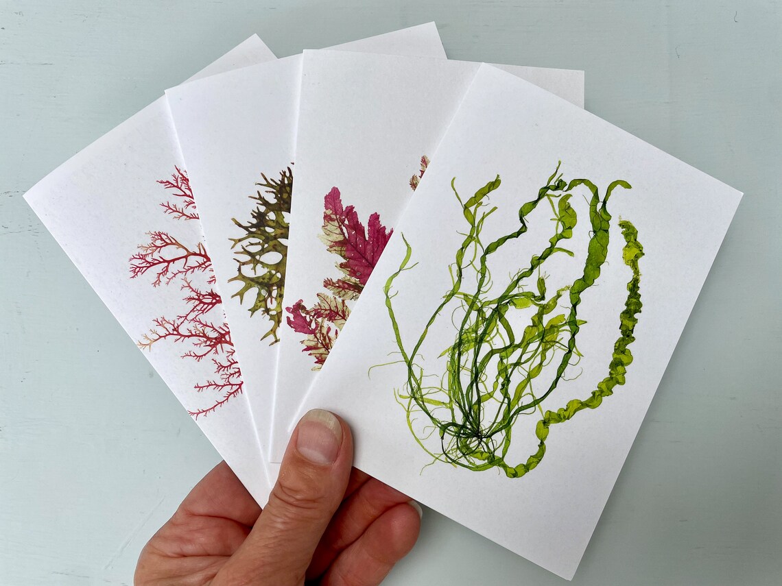 Irish Seaweed Card, Pressed Sea Oak. - Etsy UK