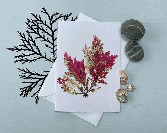 Irish Seaweed Card, Pressed Sea Oak. - Etsy UK