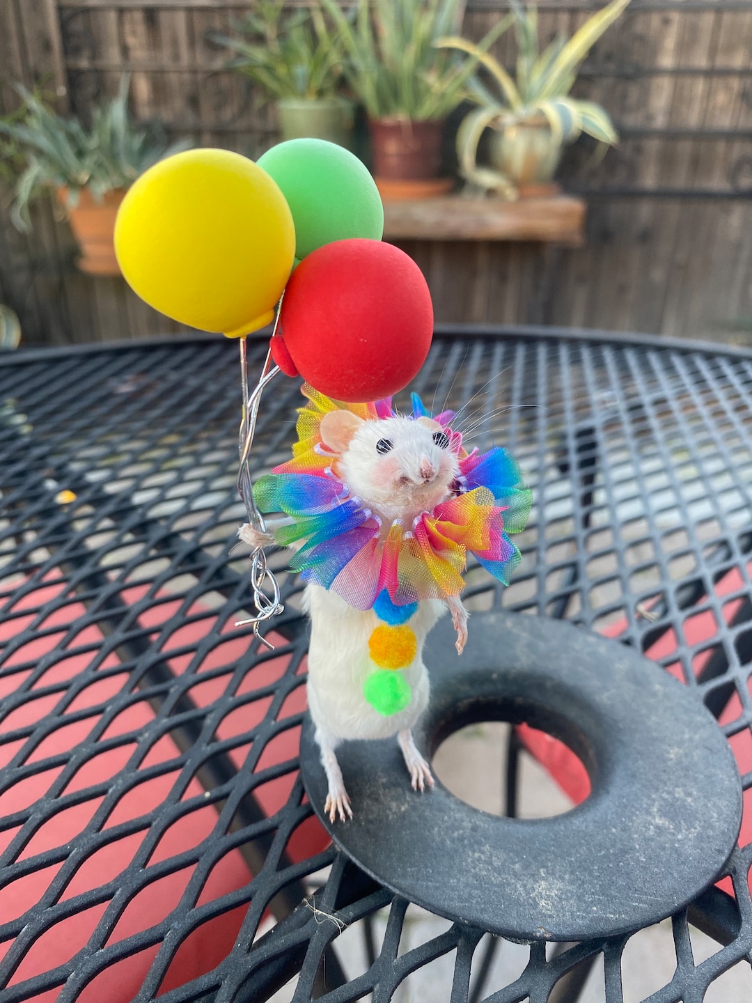 Circus Mouse Taxidermy - Etsy