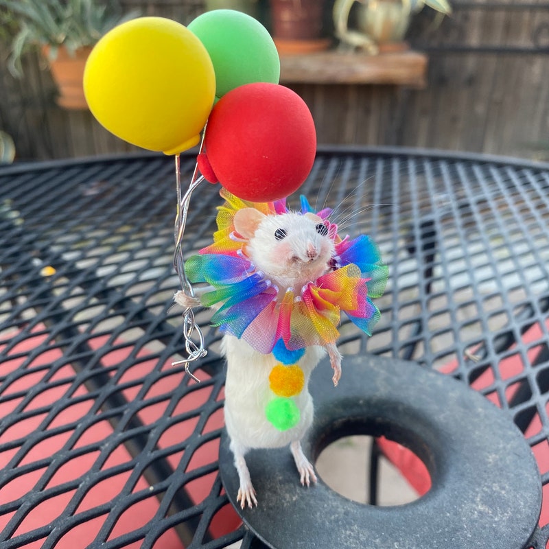 Taxidermy Rat - Etsy