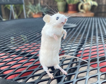 Circus Mouse Taxidermy - Etsy