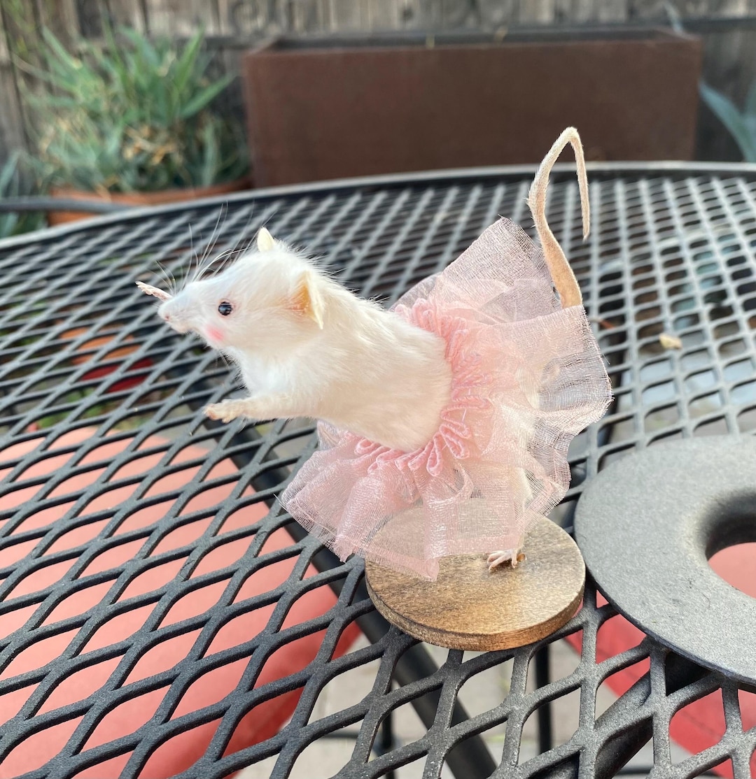 Ballerina Mouse Taxidermy - Etsy