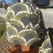 Hat Sewing Pattern, the Charlie Hat, Instant Download PDF Sewing ...
