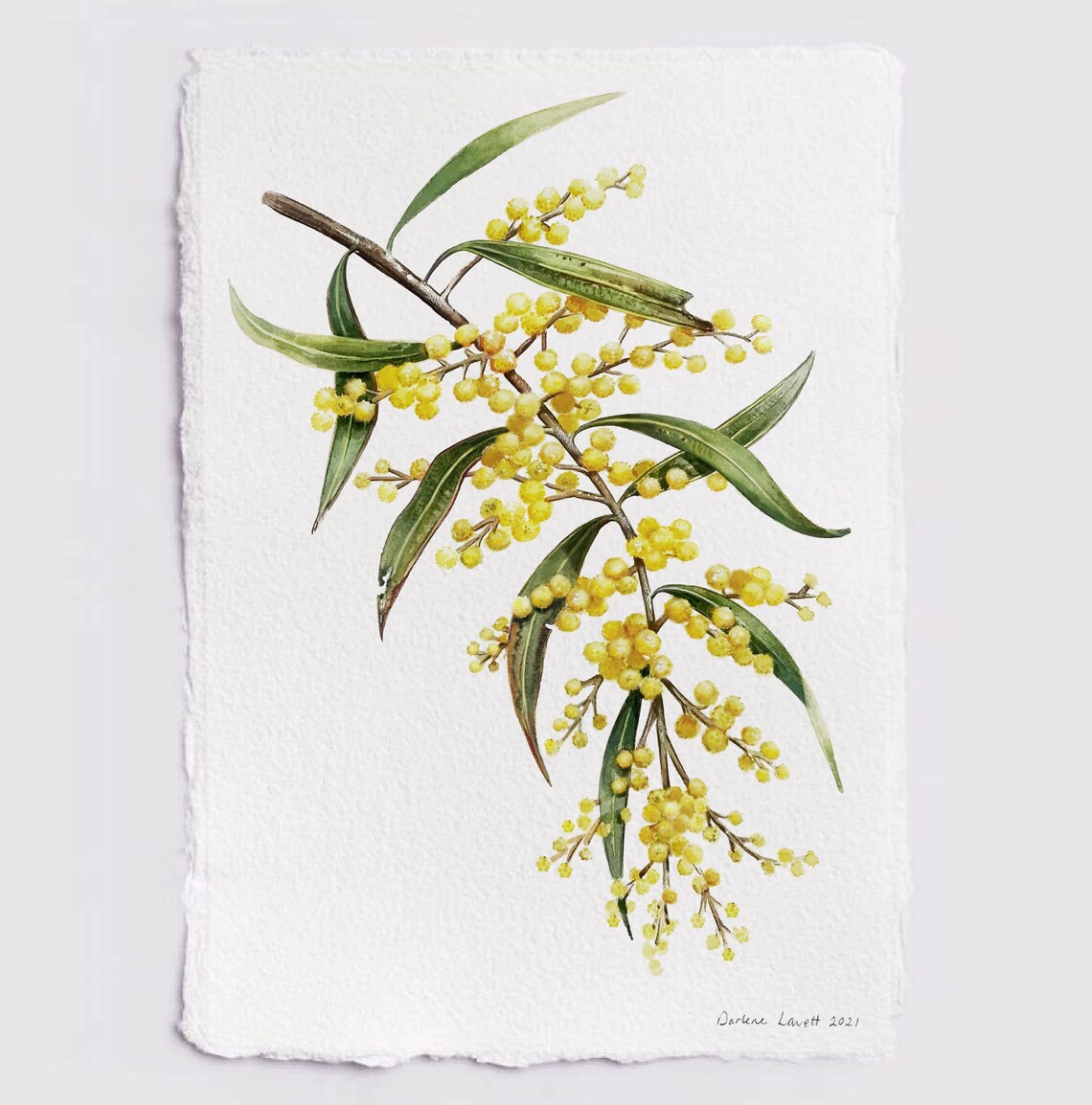 Australian Wattle No. 2 Limited Edition Print 200 Only - Etsy Australia
