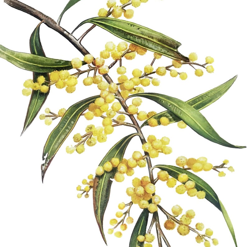 Australian Wattle No. 2 Limited Edition Print 200 Only - Etsy Australia
