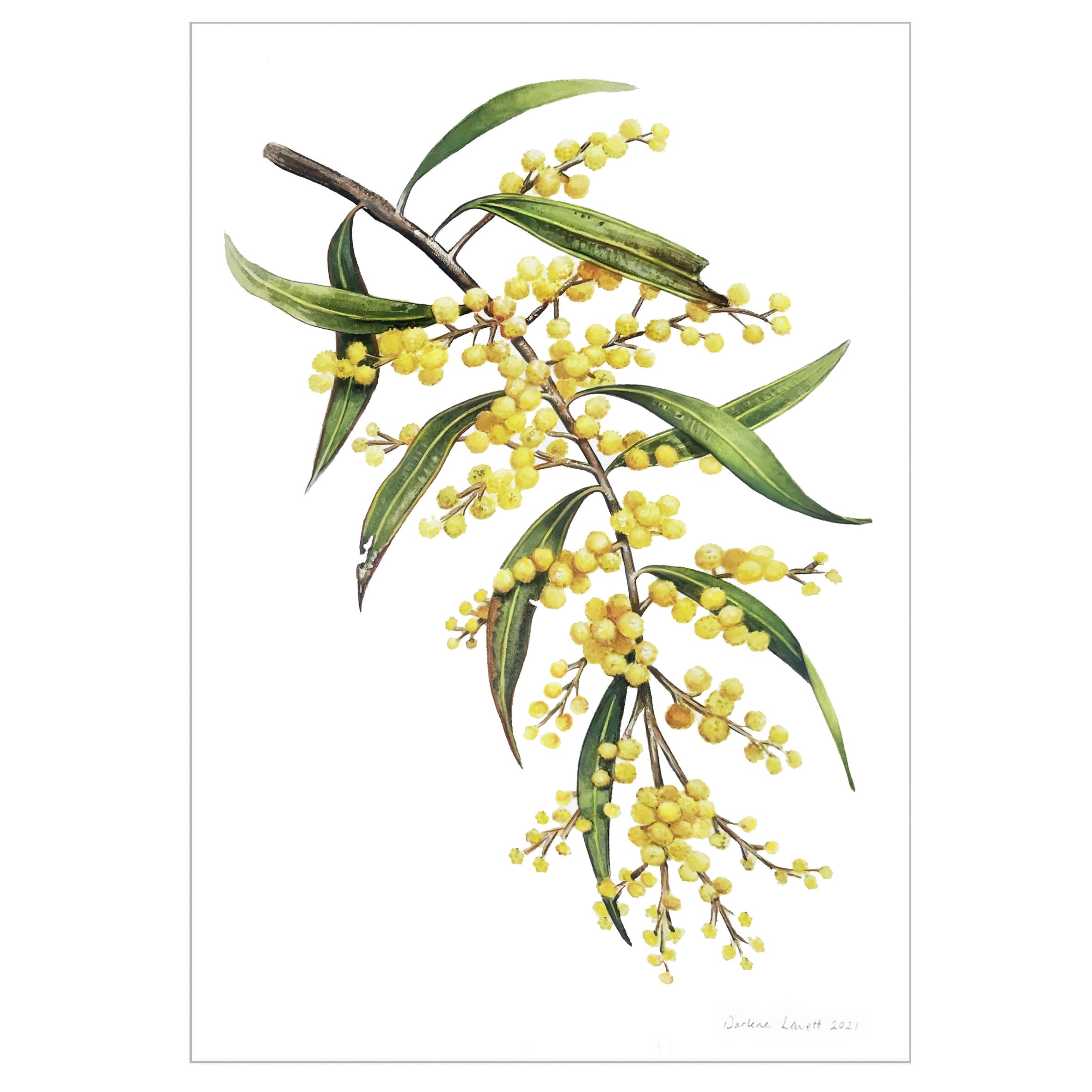 Australian Wattle No. 2 Limited Edition Print 200 Only - Etsy Australia