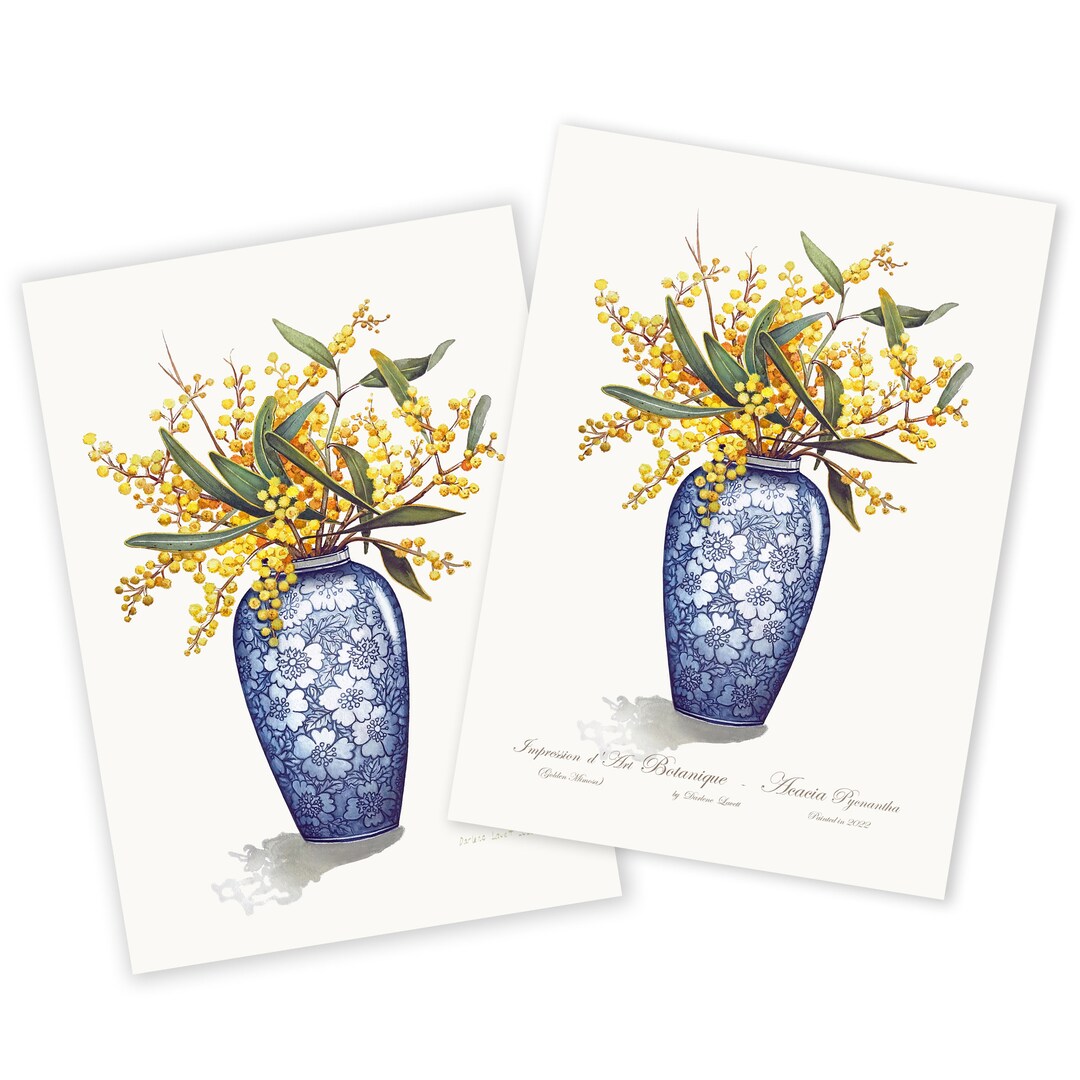 Golden Wattle (mimosa) in a Blue China Vase - Watercolour Print - Etsy