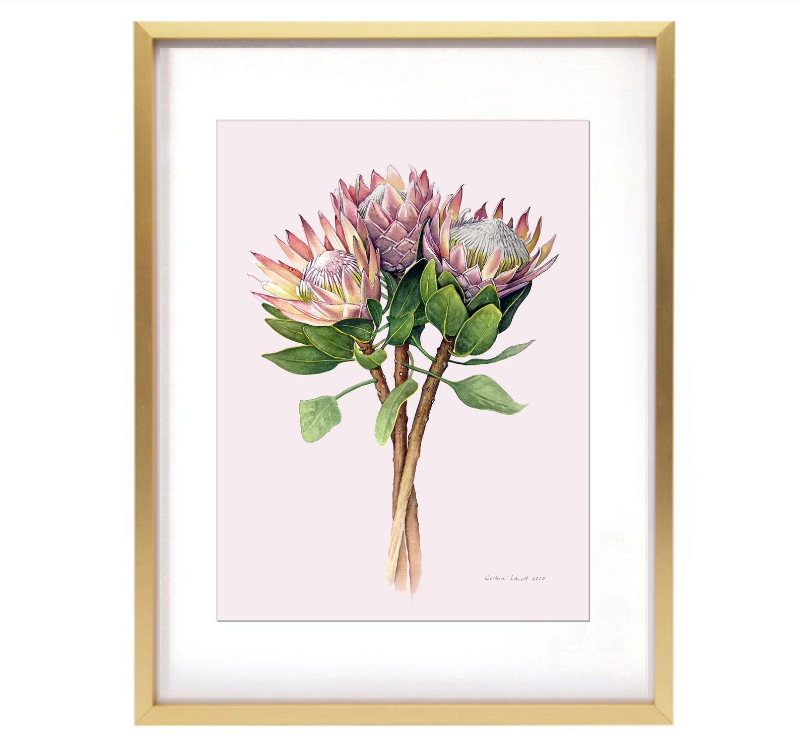 Majestic King Proteas Limited Edition Print 250 Only - Etsy Australia