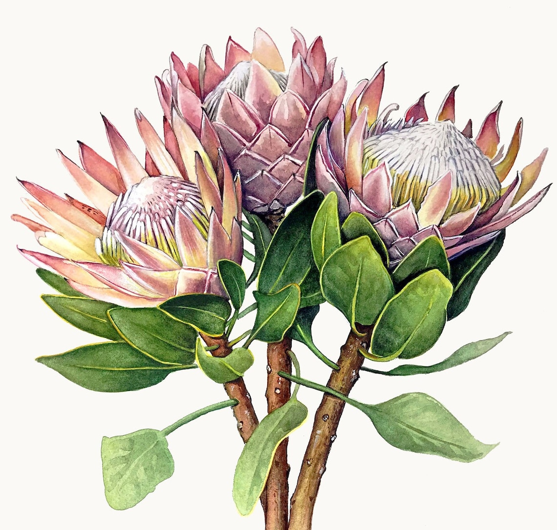 Majestic King Proteas Limited Edition Print 250 Only - Etsy Australia
