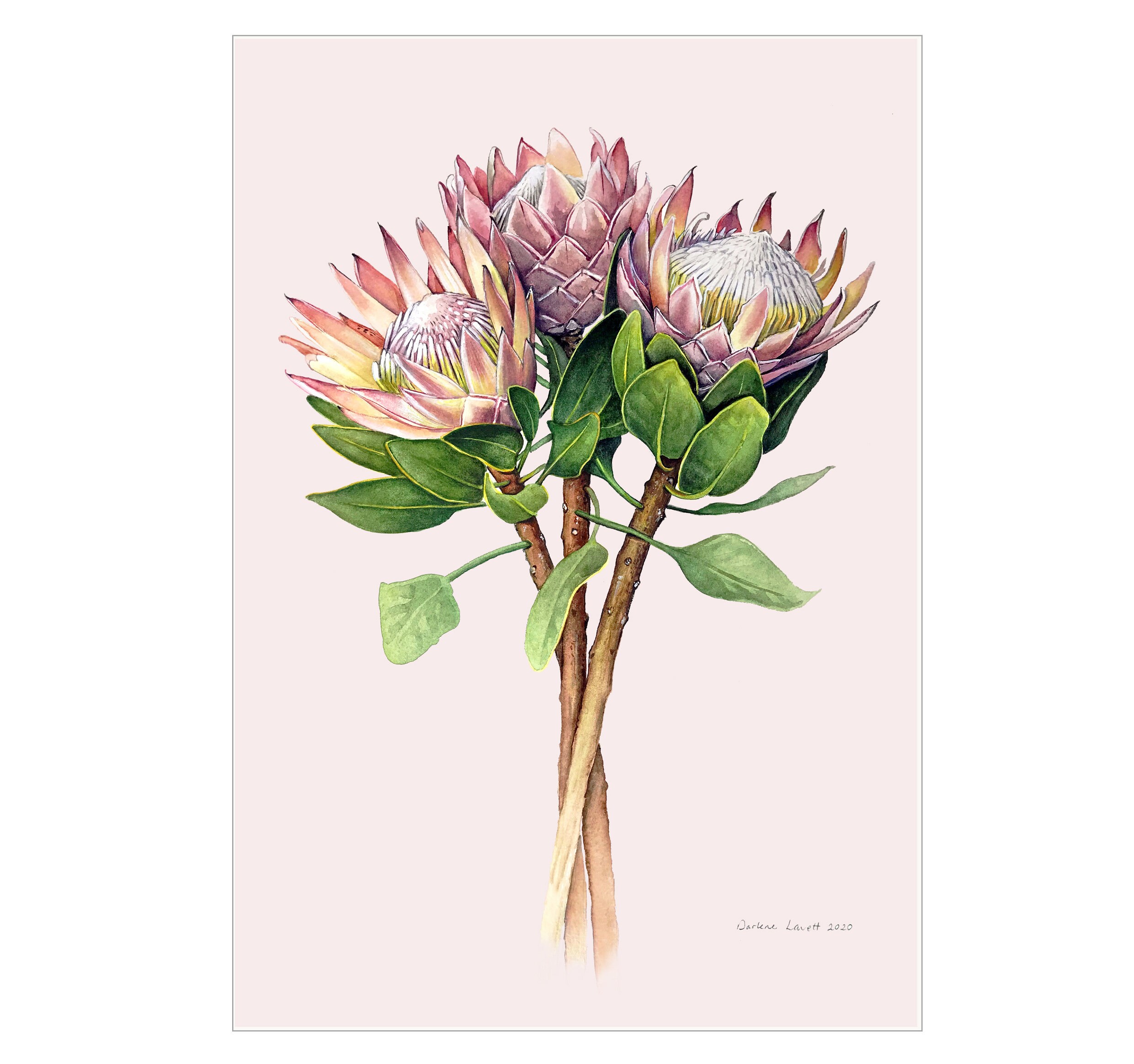 Majestic King Proteas Limited Edition Print 250 Only - Etsy Australia