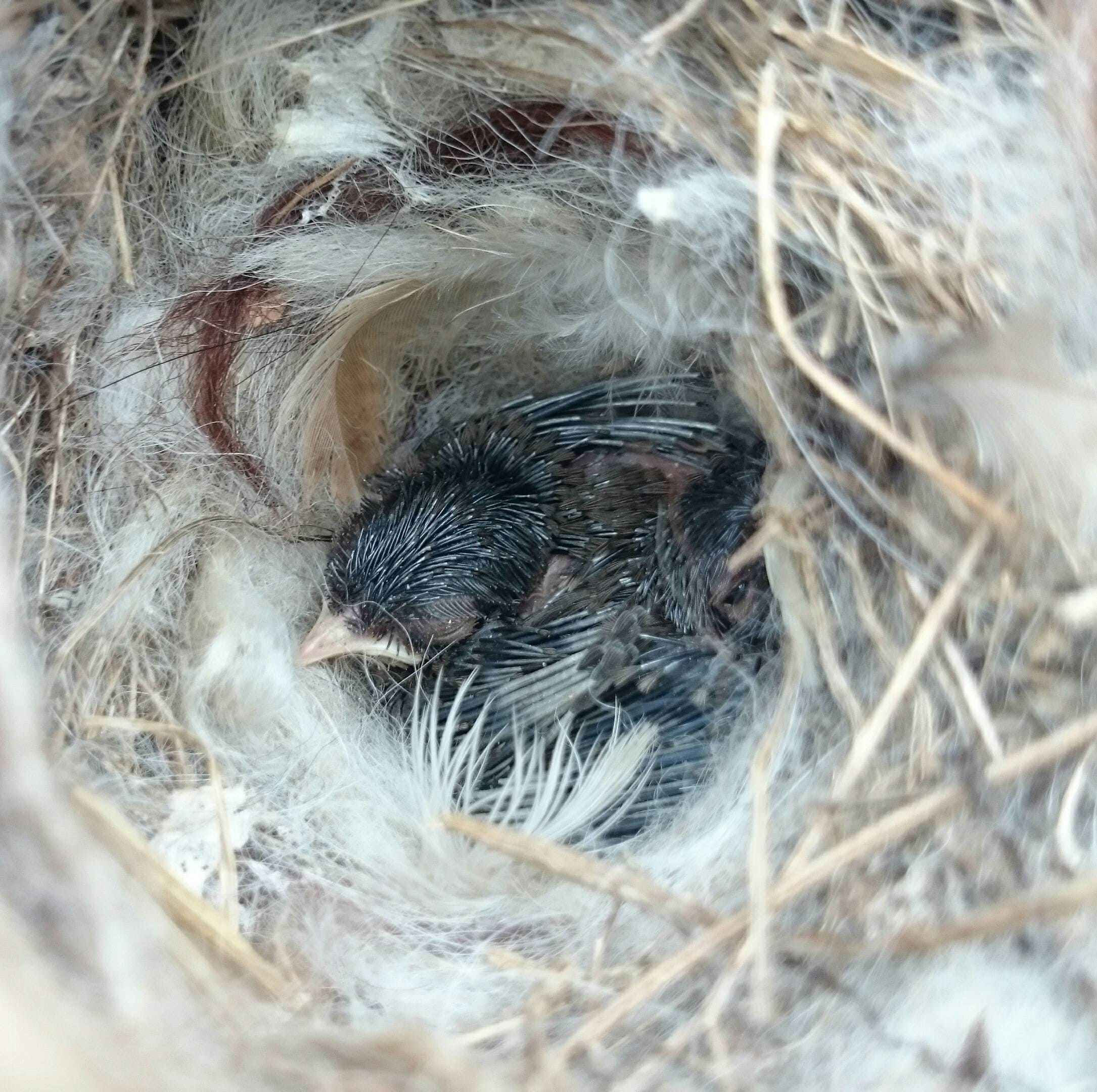 Narrow Bird Nester for Wall. Bird Nesting Llama Fibre Gift for Garden ...