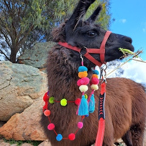 Colourful Llama / Alpaca Halter Tassels - Etsy