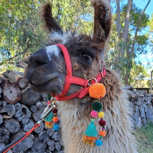 Colourful Llama / Alpaca Halter Tassels Packaged for Gifting. - Etsy