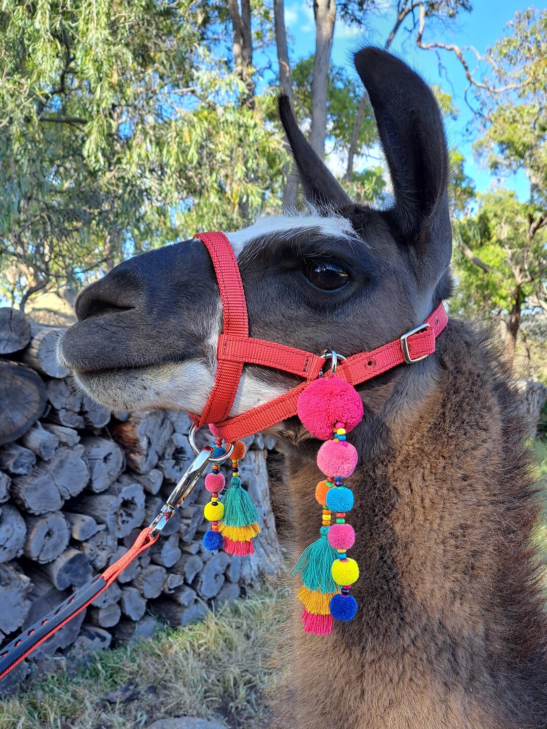 Llama Alpaca Colourful Accessories, Show Decorations for Halter. Llama ...