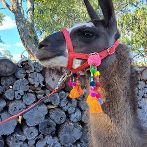 Colourful Llama / Alpaca Halter Tassels - Etsy