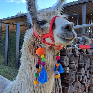 Colourful Llama / Alpaca Halter Tassels - Etsy