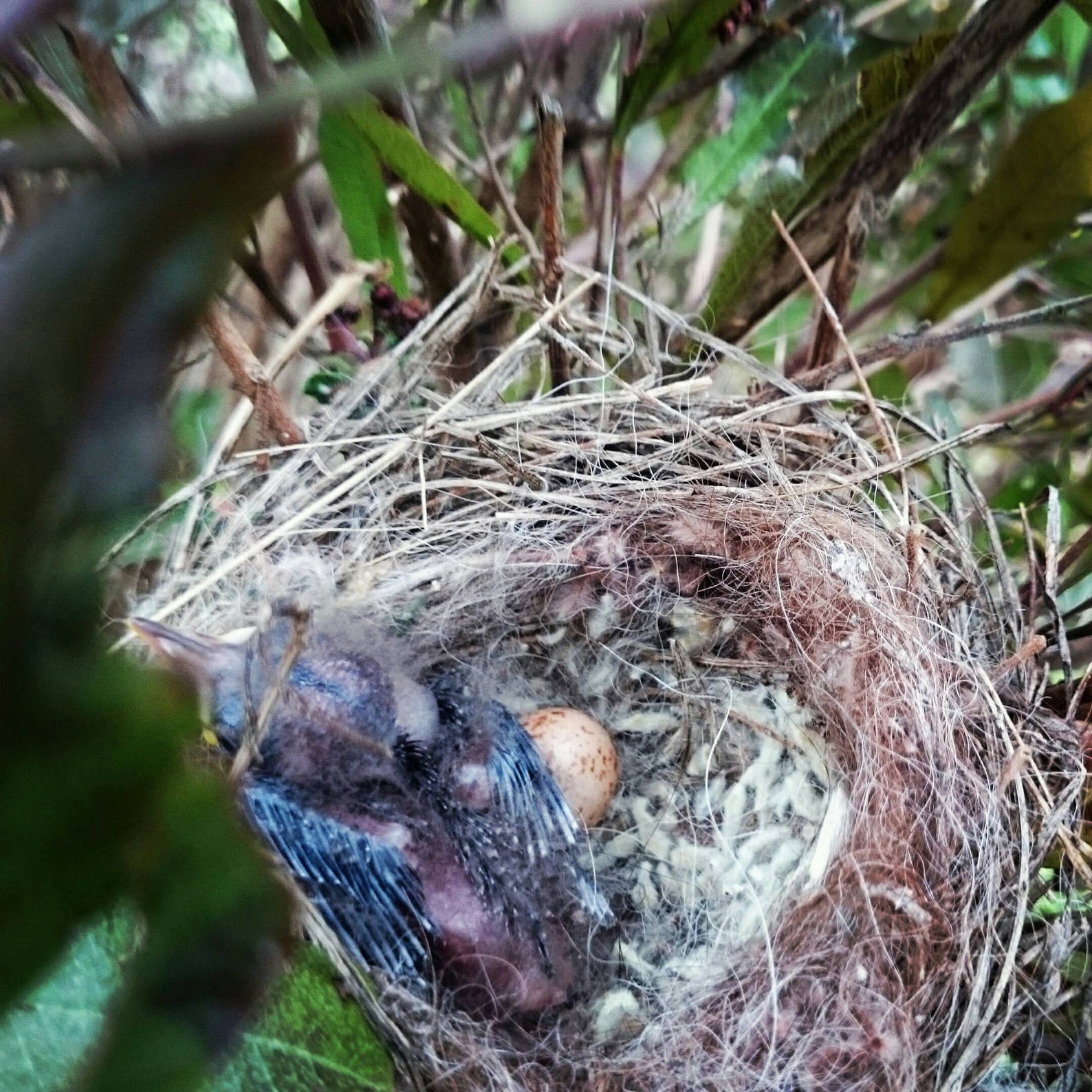 Llama Fibre Bird Nester: Natural Nesting Material in Black Holder - Etsy