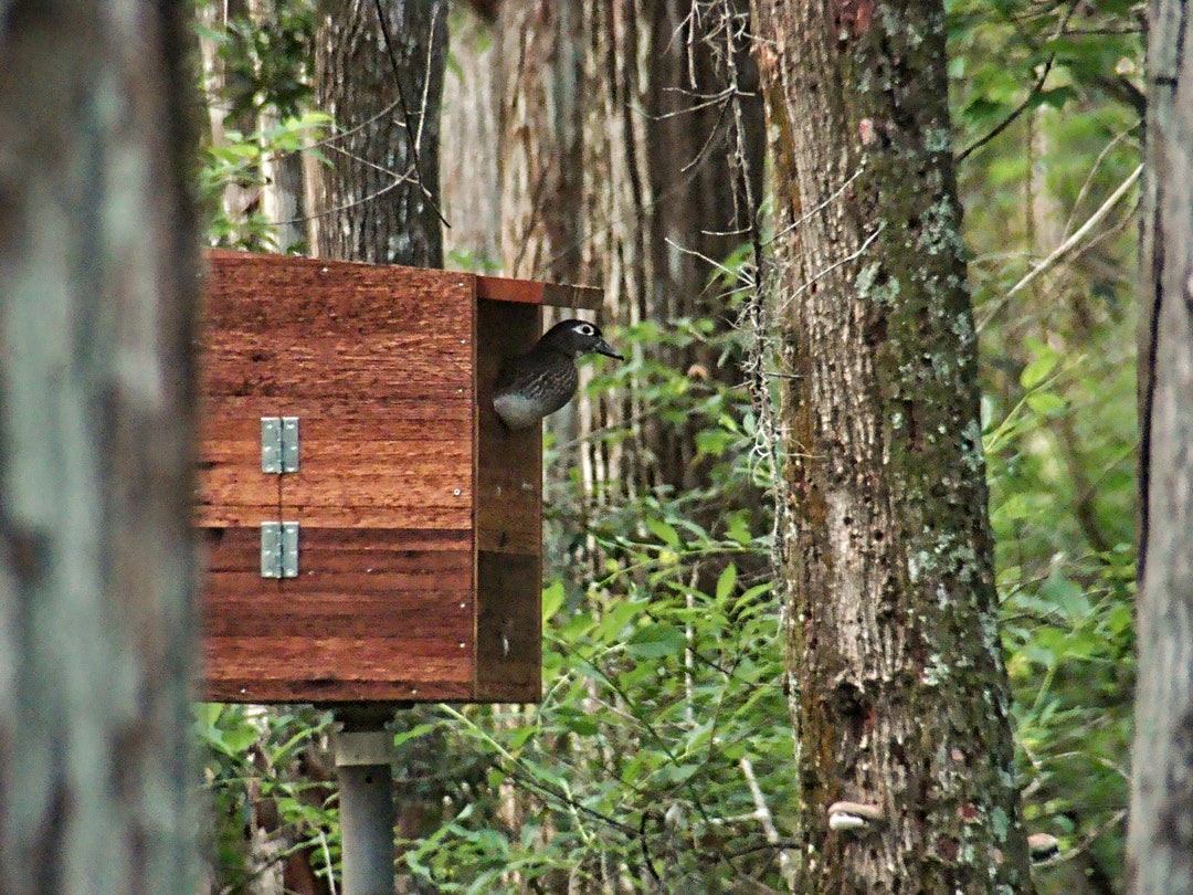Premium Wood Duck House - Wood Duck Box - Handmade Bird House for ...
