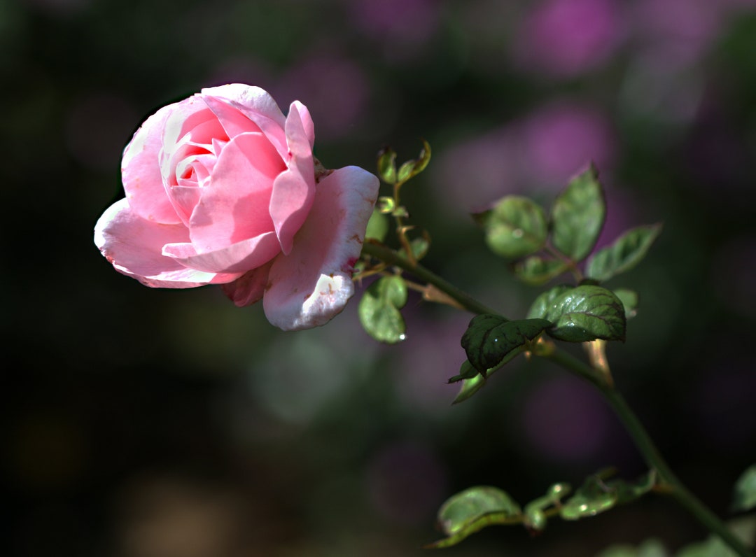 Pink Rose on a Stem, Instant Download, Flower Photography, High ...