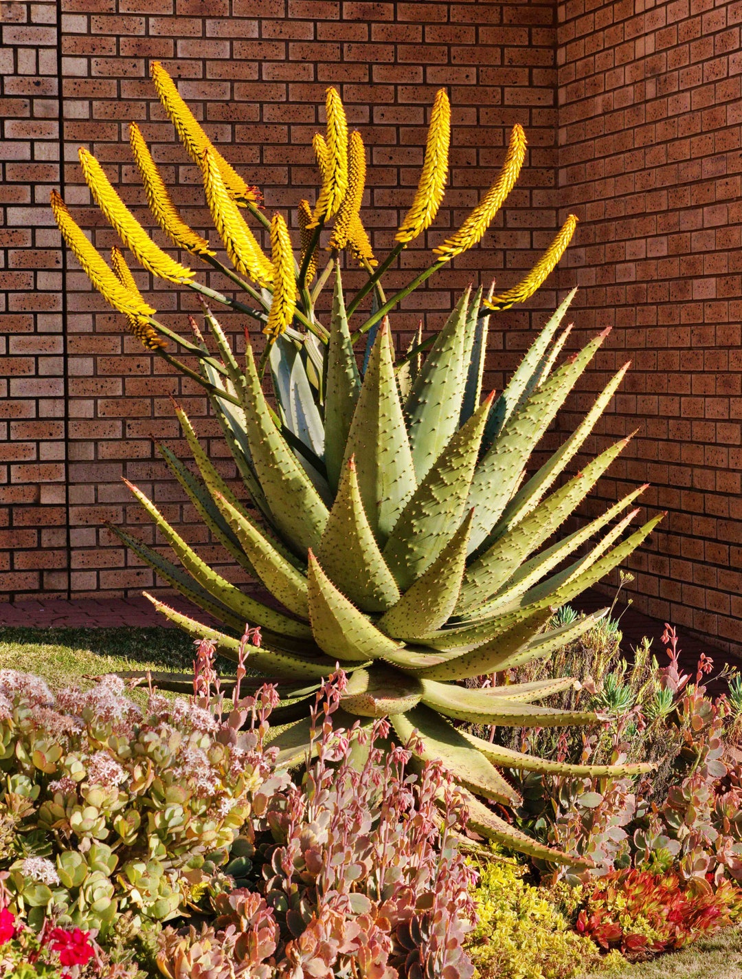Yellow Aloe Plant Instant Download Flower Photography - Etsy