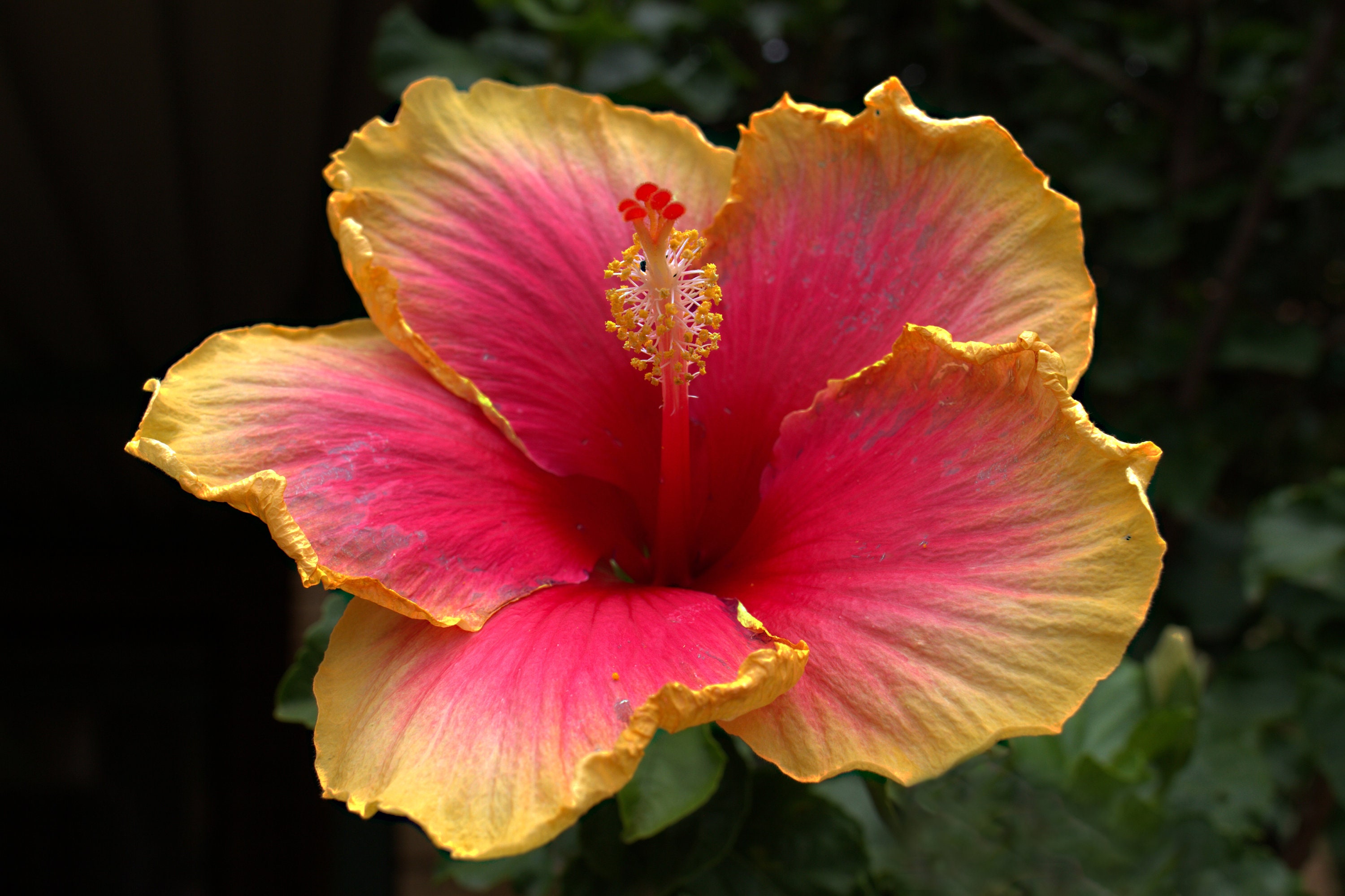 Pink and Yellow Hibiscus Flower, Instant Download, Home Decor, High ...