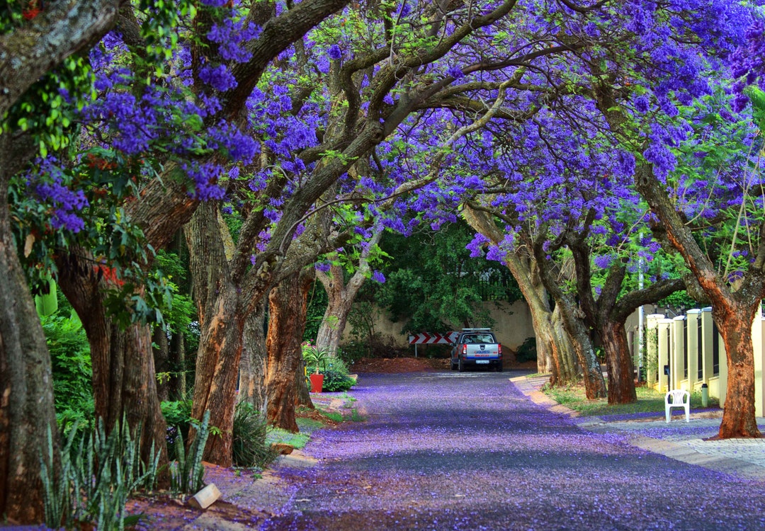 Jacaranda Trees in Pretoria, October, Purple Trees, Instant Download ...