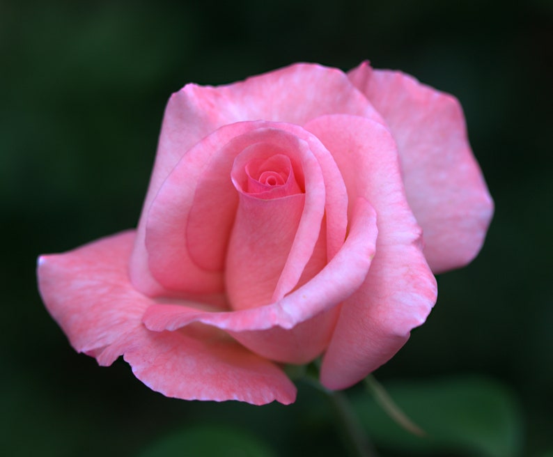 Pink Rose, Instant Download, Flower Photography, High Definition 300 ...