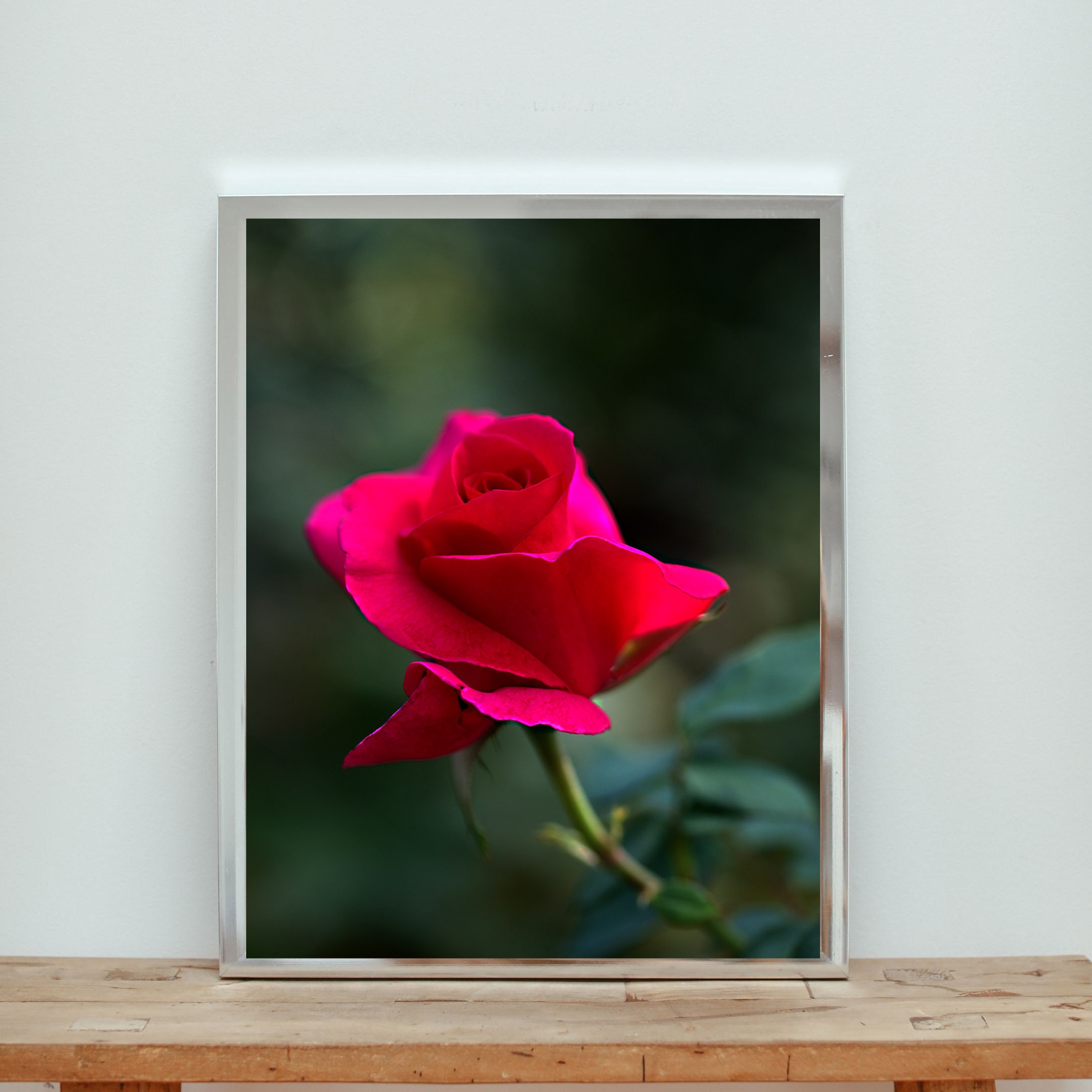 Valentine Rose, Instant Download, Home Decor, High Definition 300 Dpi ...