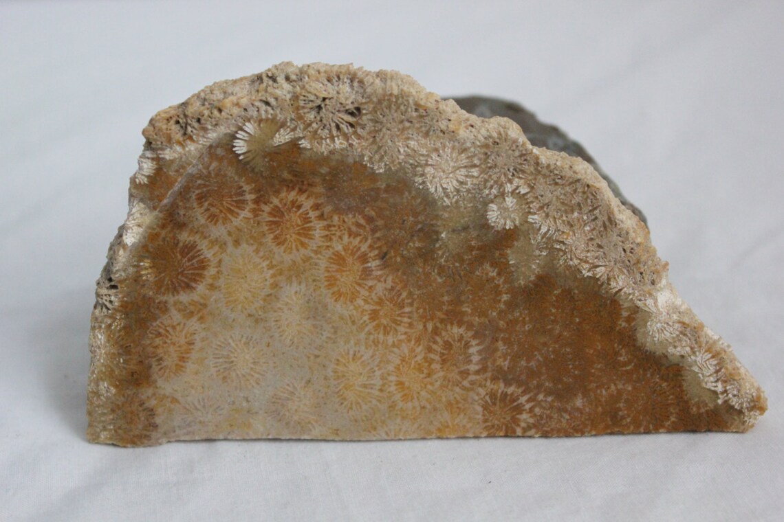 4.75 X 2.5 X 1/4 Inches Indonesian Coral Slab and Picasso Jasper ...